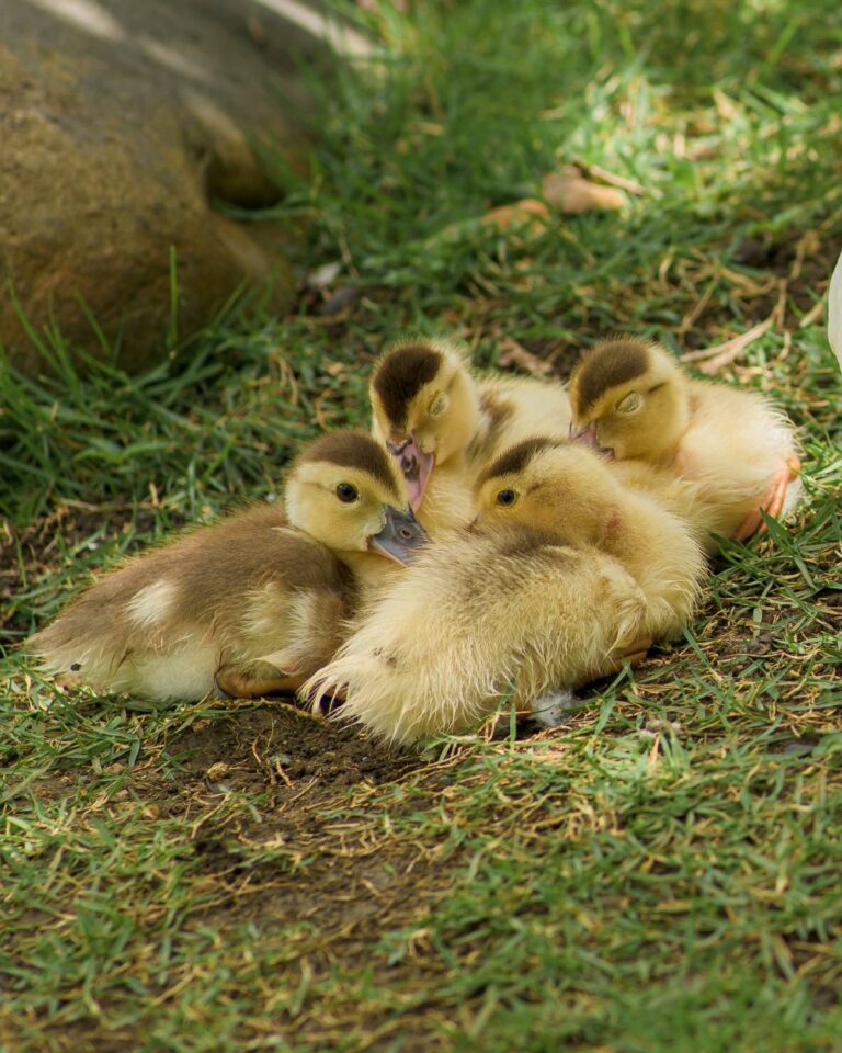 A Quick Guide to Buying Ducks - Backyard Poultry